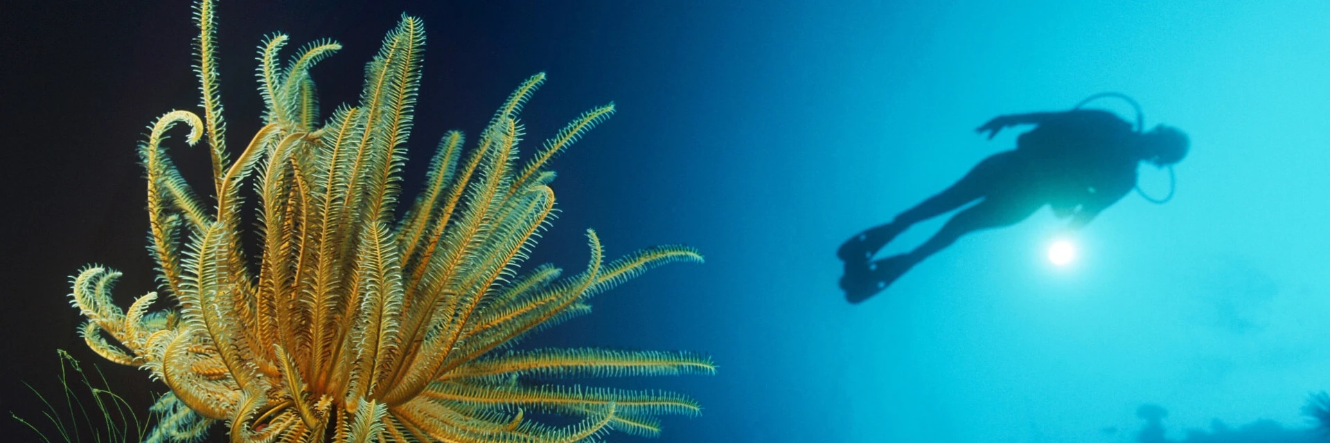 Blue zone includes the sea content and activities - Medora